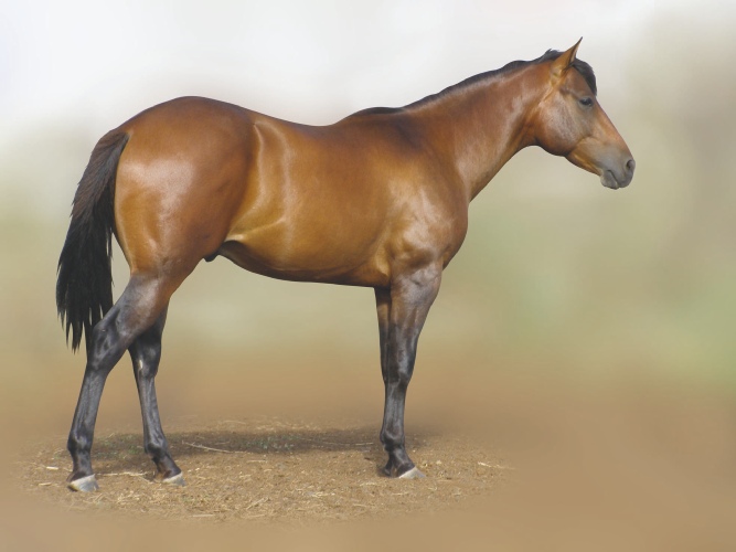 Stock Horse Stallions