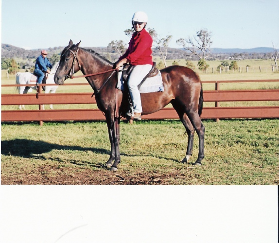 Australian Stock Mares