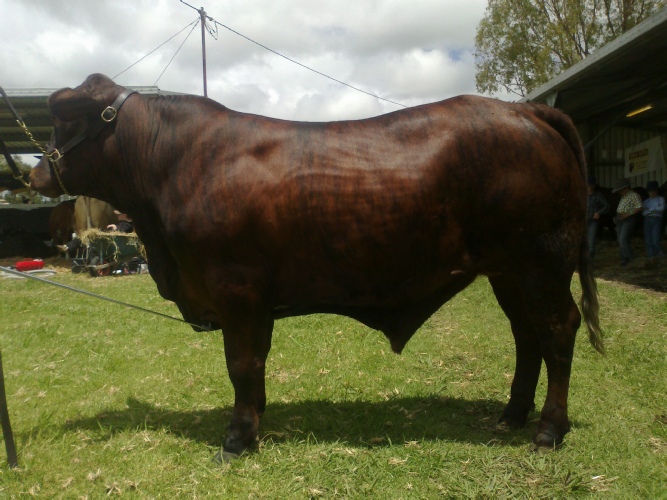 Steers & Commercial Cattle
