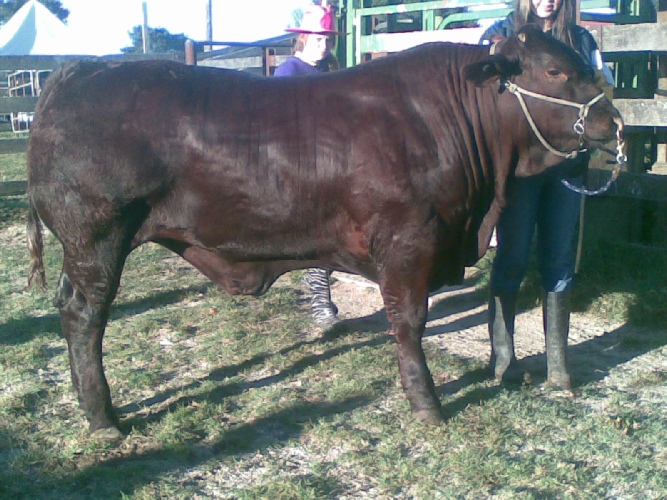 Steers & Commercial Cattle